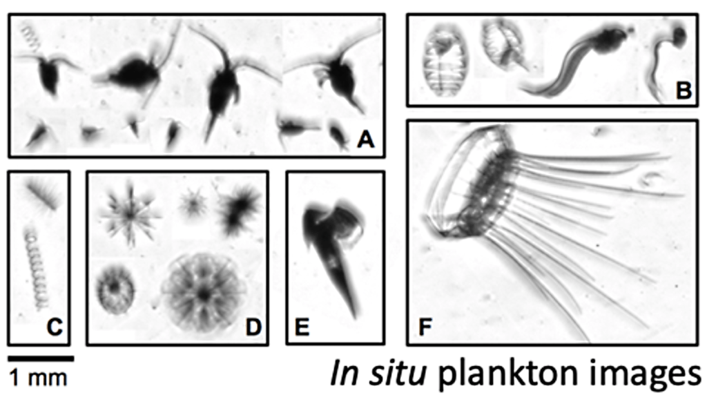 Awards For Plankton Imaging System And Digital Twins | Ocean News ...