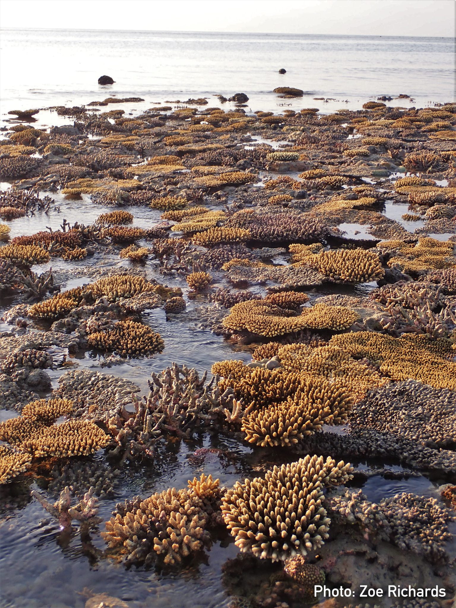 DNA Reveals The Past And Future Of Coral Reefs | Ocean News & Technology