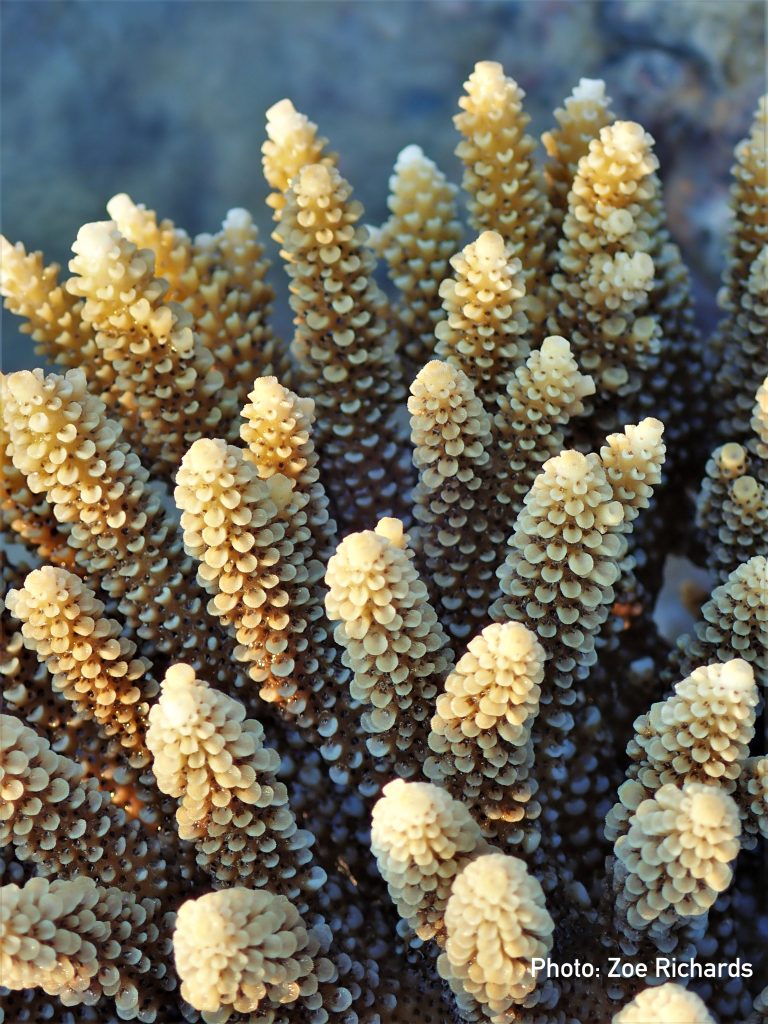 DNA Reveals The Past And Future Of Coral Reefs | Ocean News & Technology