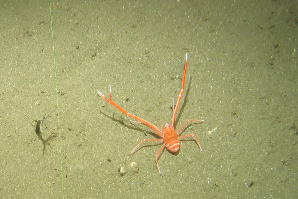 Characterizing Marine Benthic Habitats Using ROV Imagery | Ocean News ...