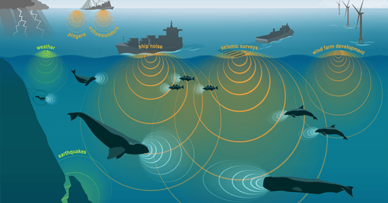 BOEM Establishes Acoustic Monitoring Program For Offshore Wind Projects