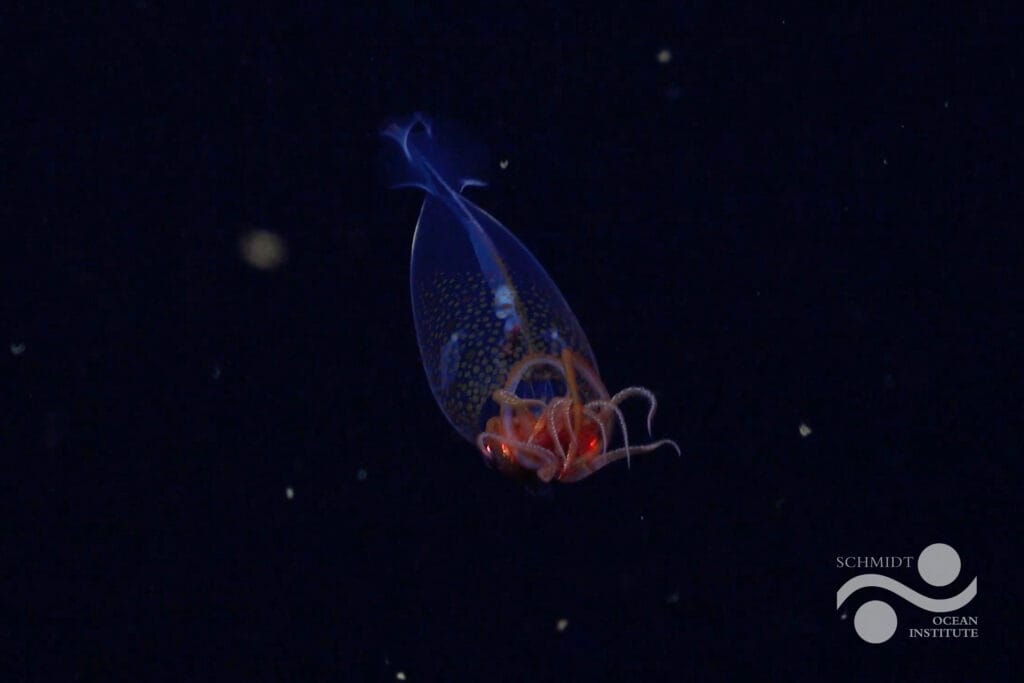 Carnivorous “Death-Ball” Sponge Among 30 New Deep-Sea Species From The ...